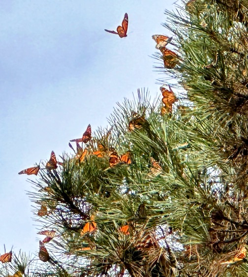 Monarch Butterfly Sanctuary, Pacific Grove... Wheelchair Accessibility ...